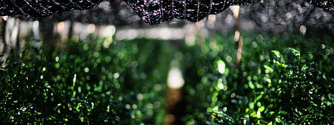 Gyokuro - JAPANESE GREEN TEA | HIBIKI-AN