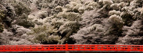 Pinnacle Grade Teas - JAPANESE GREEN TEA | HIBIKI-AN