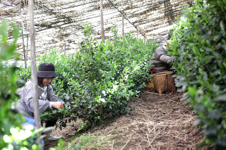 Cultivation and Production Steps of Tencha (Tencha - Pure Elegant ...