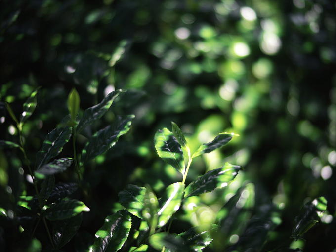 Cultivation and Production Steps of Tencha (Tencha - Pure Elegant ...