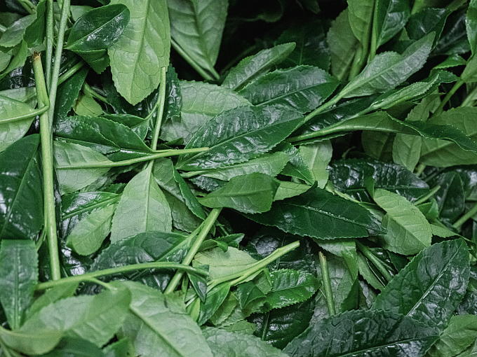 Cultivation and Production Steps of Tencha (Tencha - Pure Elegant ...