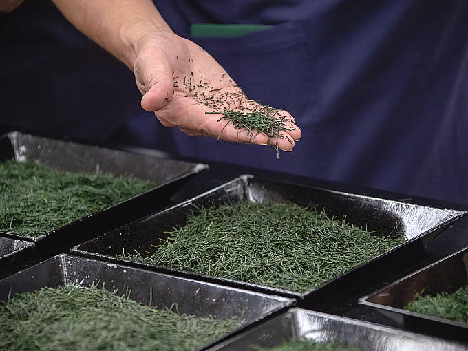 Tea Competition (Competition Grade Tea) - JAPANESE GREEN TEA | HIBIKI-AN